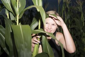 Millets Maize Maze - Millets Farm Centre