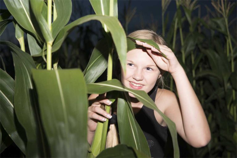 Millets Maize Maze - Millets Farm Centre