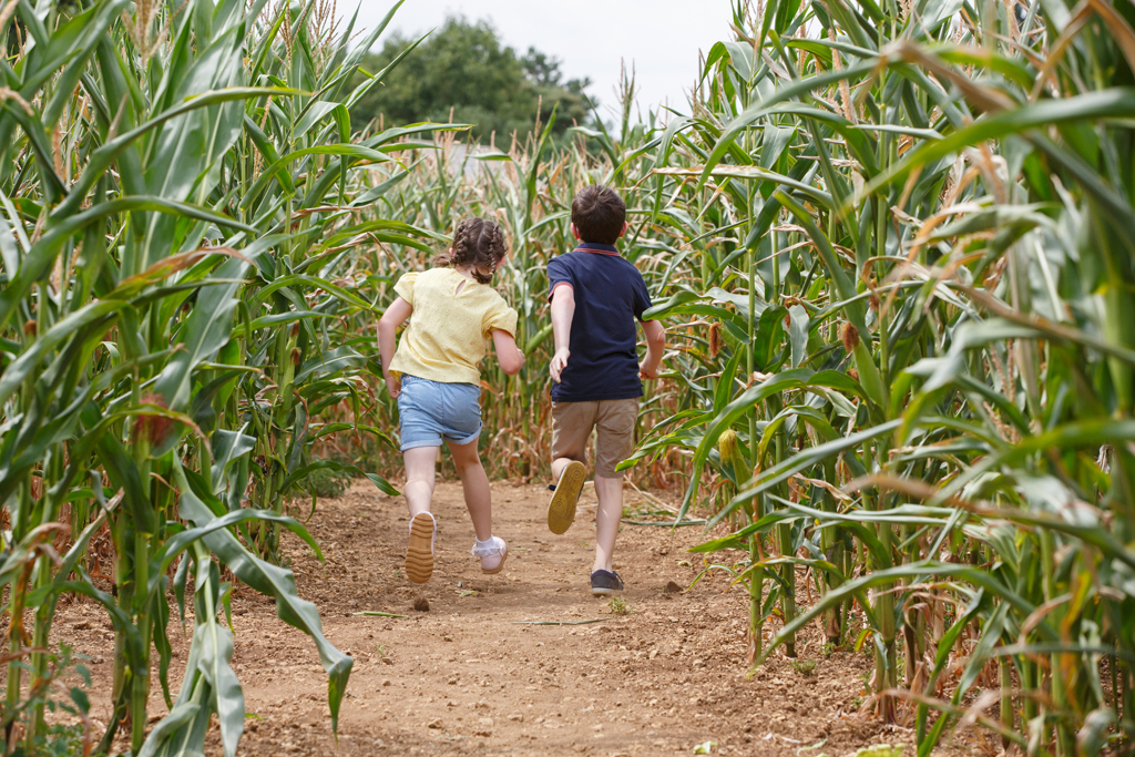 Millets Maize Maze - Millets Farm Centre